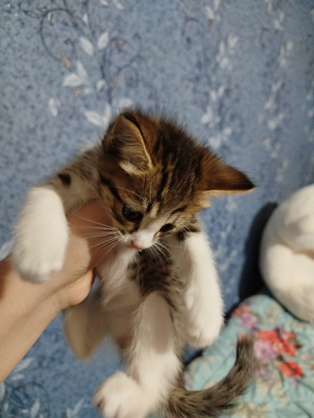 продаются котята в добрые руки.