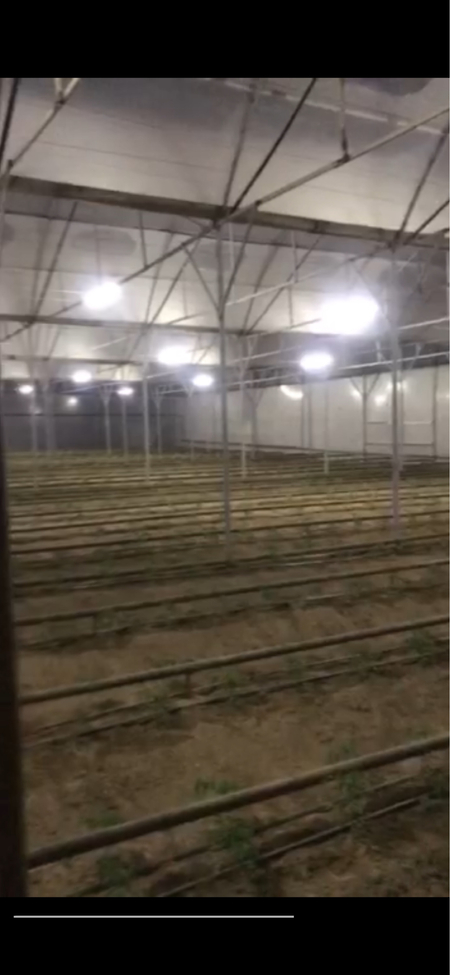 Parnik, Teplitsa MATERIALLARI SOTUVDA 7 Sotik