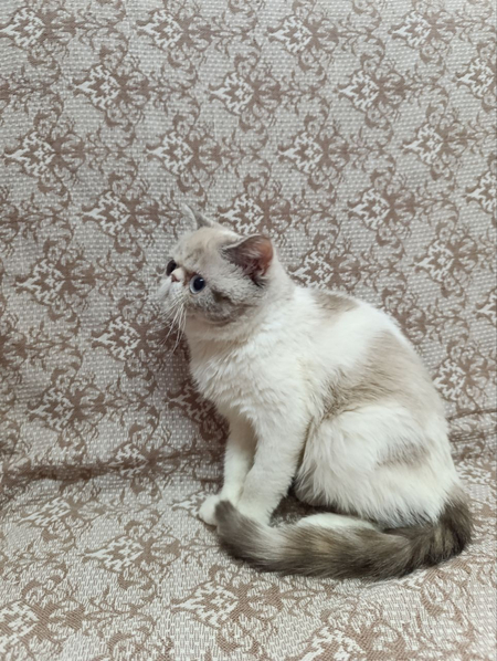 Шикарный котенок экзот, девочка