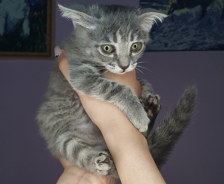 Скоттиш страйт породистые котята