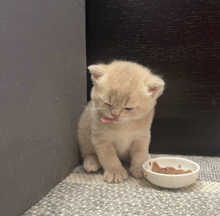 Шотландские котята шиншиллы элитного окраса