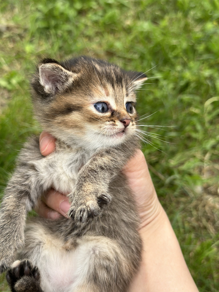 Котенок девочка