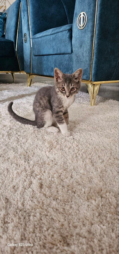 Котенок девочка в добрые руки