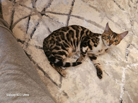 Тоза кон Бенгал 3ойлик кизбола