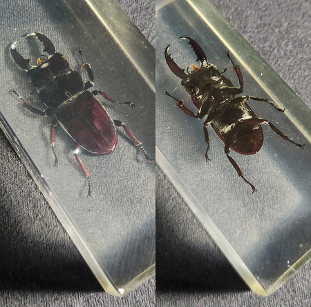 Жук-Олень. Dorcus Titanus. Коллекционное Натуральное Насекомое
