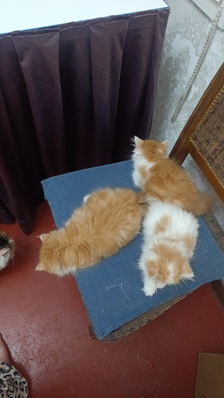2 oyli zotor mushuk bolalari sotiladi