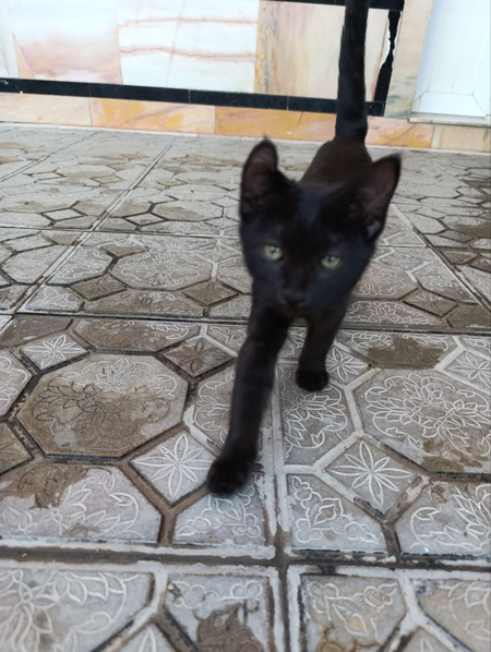 Отдам котят в хорошие руки, проглистованы