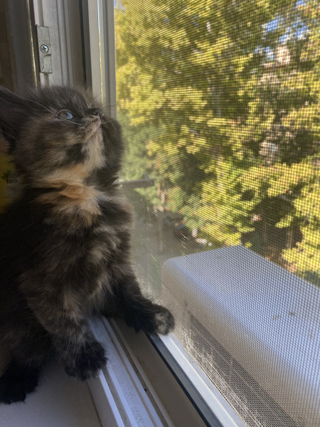 Котята Скотиш Фолд-Страйт (Scottish Fold-Straight]