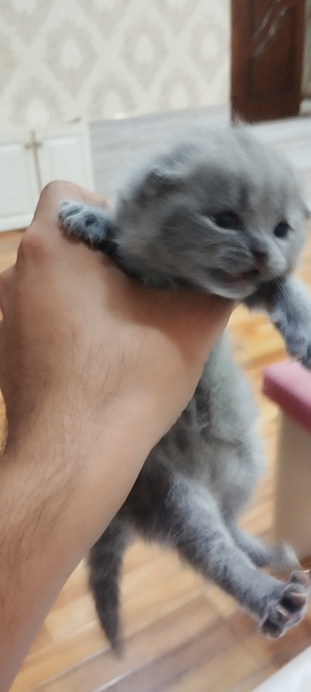 Продается котенок
