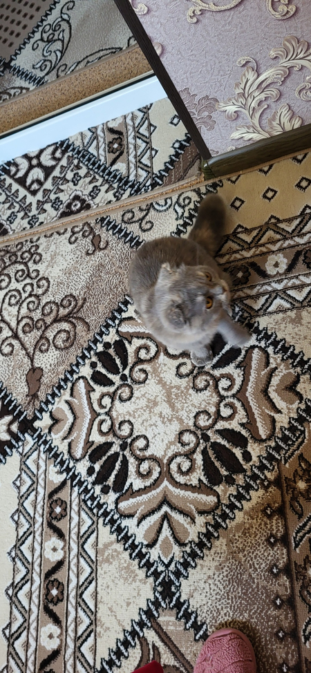 Кошка продается вислая ухе шиншилла