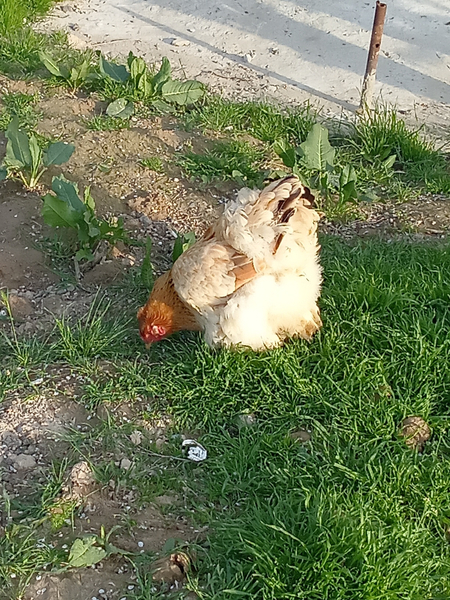 Brama tuxumlari sotiladi