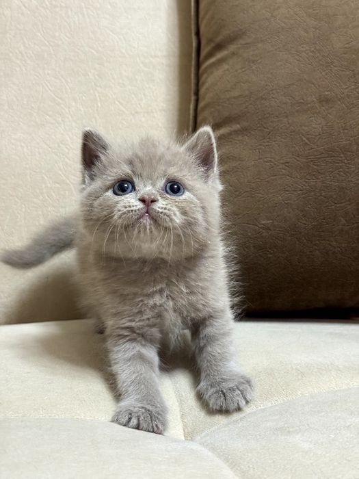 Чистокровные котята британской породы!