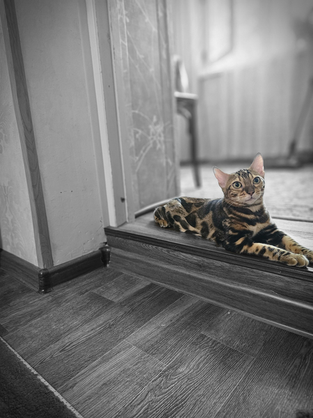 Бенгальские котята
