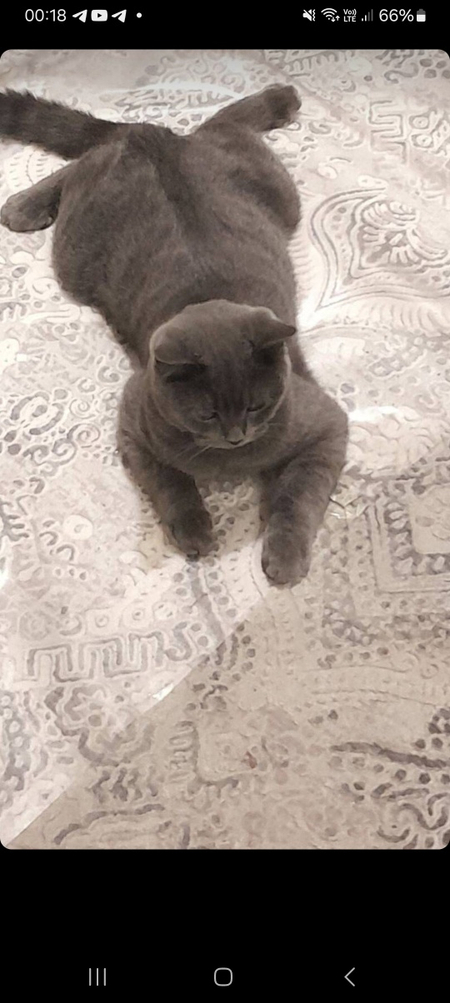 Скоттиш страйт кот