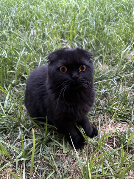 Скоттиш фолд Котенок 5 месяц