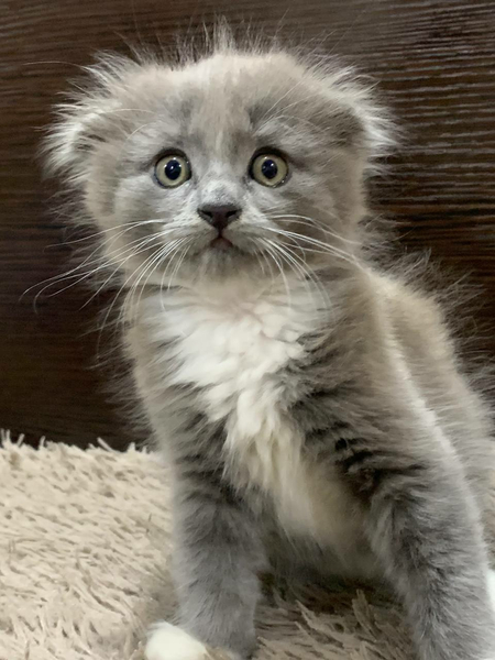Продаются котятки