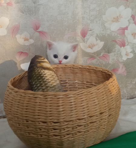 Манчкин. Белого окраса