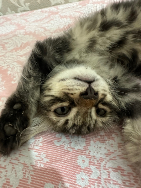 котята даром, 2.5 месяца