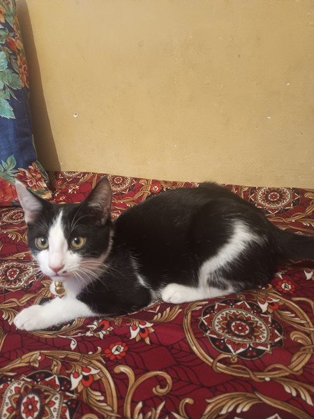 mushuk 1 yosh zotli