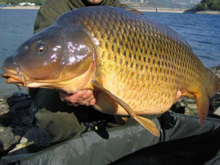 Корм для рыб/ Балик еми/ COMMON CARP/ Коммон карп