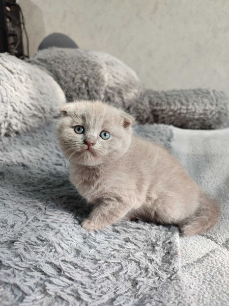 Продается котенок скоттиш фолд