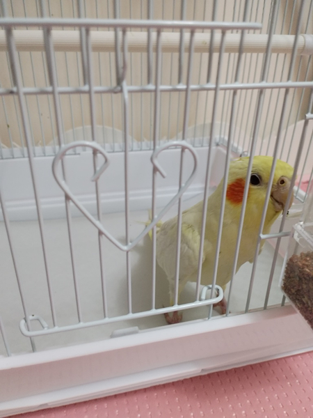 Продаем кореллу в хорошие руки