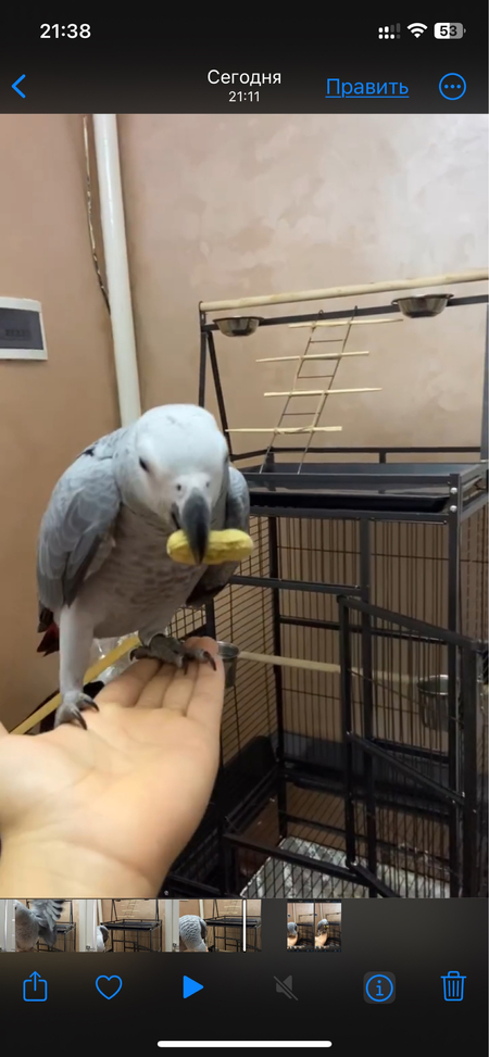 Попугай породы African Gray-жако