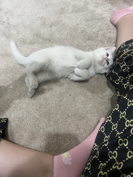 Котята доброе руки