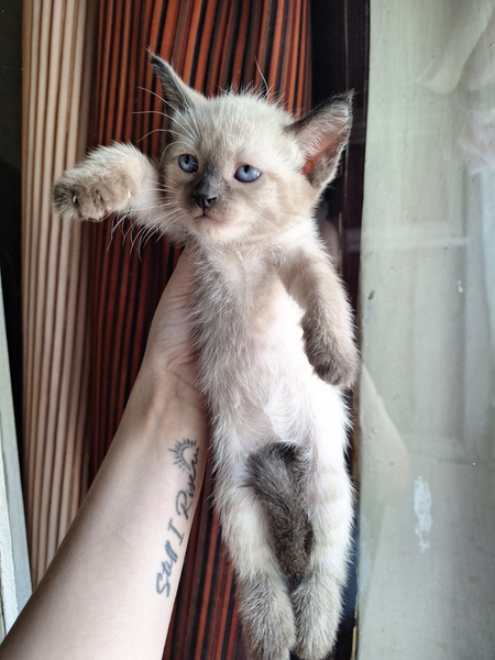 Продам котенка сиамскийй