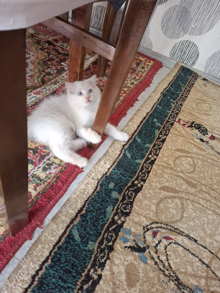 Котик мальчик 3.5 месяц 100000 срочно