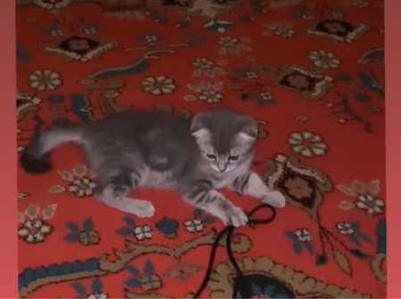 Кошка шотландский фолд