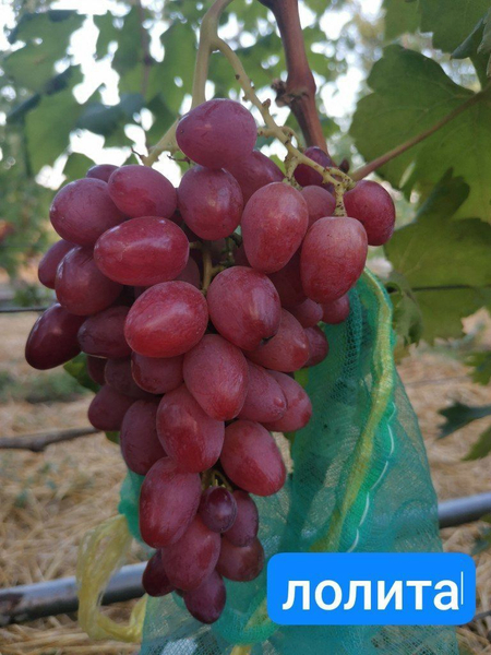 Узум кочатлар бор