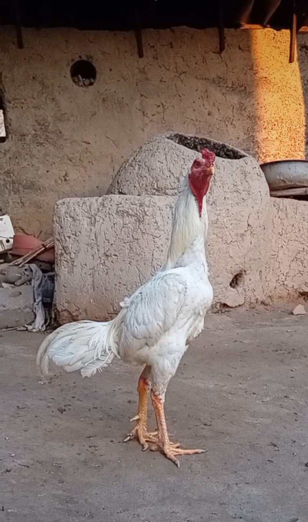 Oq dakan xo‘roz sotiladi