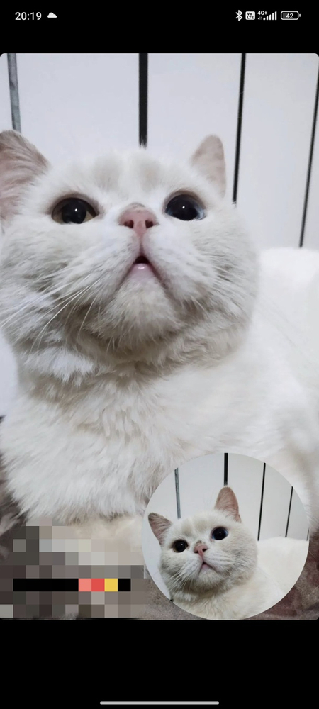Продаётся котёнок