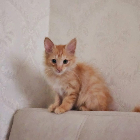 Котята ищут своих любящих и добрых родителей.