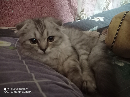 Shinshila zoti toza