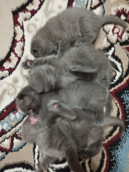 Продается котёнка