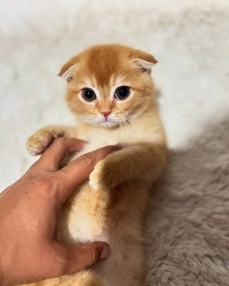 Продается котёнок 2 месяца