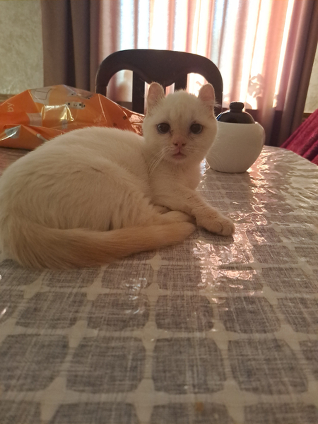 Продаётся котёнок