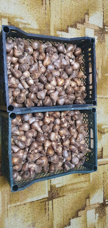 Луковица нарцисс