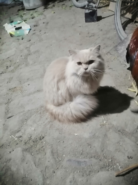 Fors mushugi aqlli yosh
