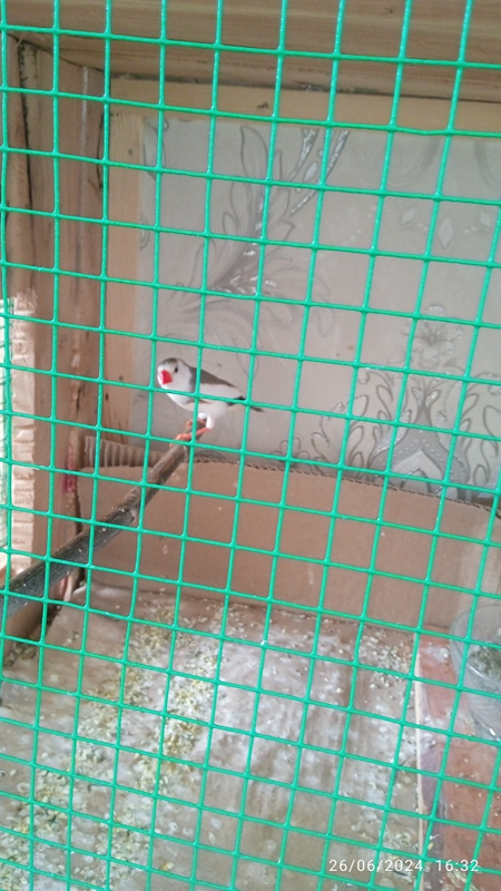 Амадинна кушлар сотилади