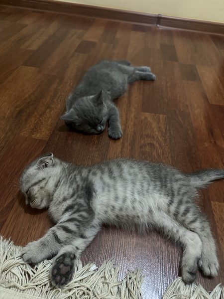 Чистокровные котята