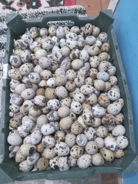 Bedana tuxum sotiladi