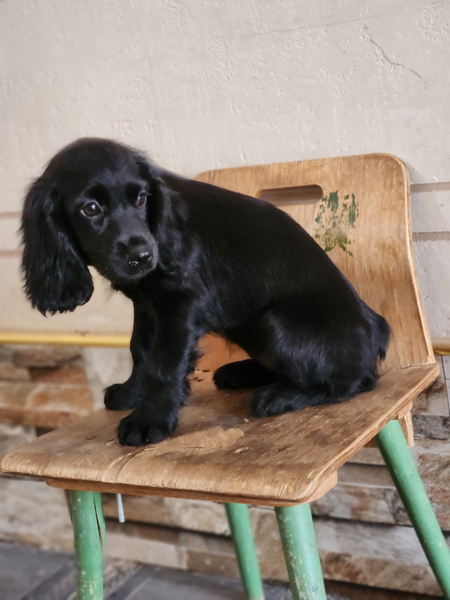 Ruski Spaniel itlari sotiladi