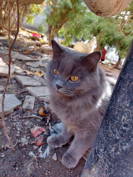 Продаются котята