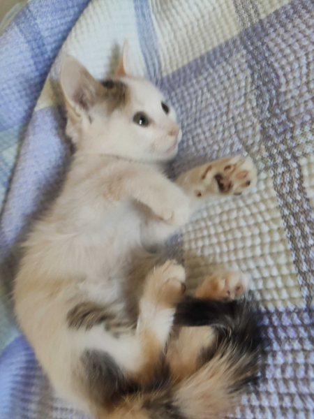 Котёнок в добрые руки