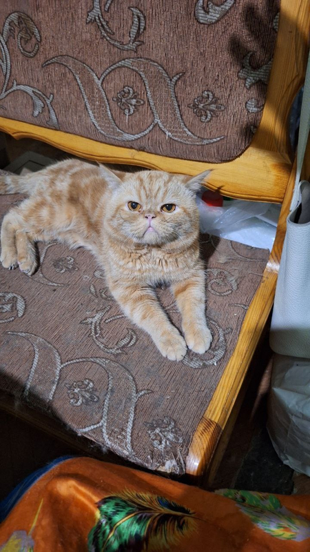 Экзотический перс для Вязки
