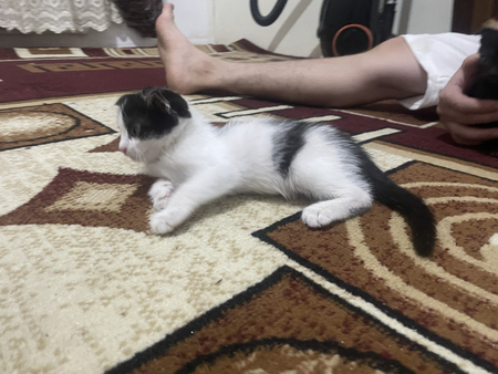 Дадим котята на хорошие руки