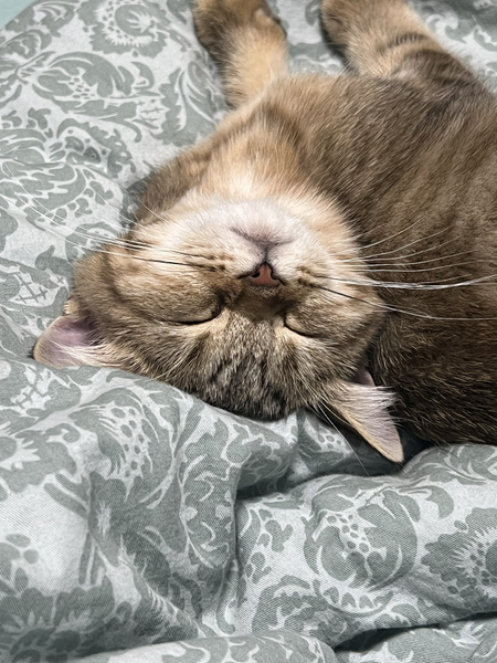 Продается кошка скоттиш страйт